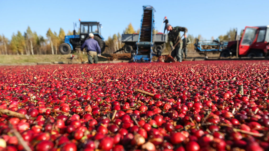 Fun Facts About Cranberries| The Table by Harry & David
