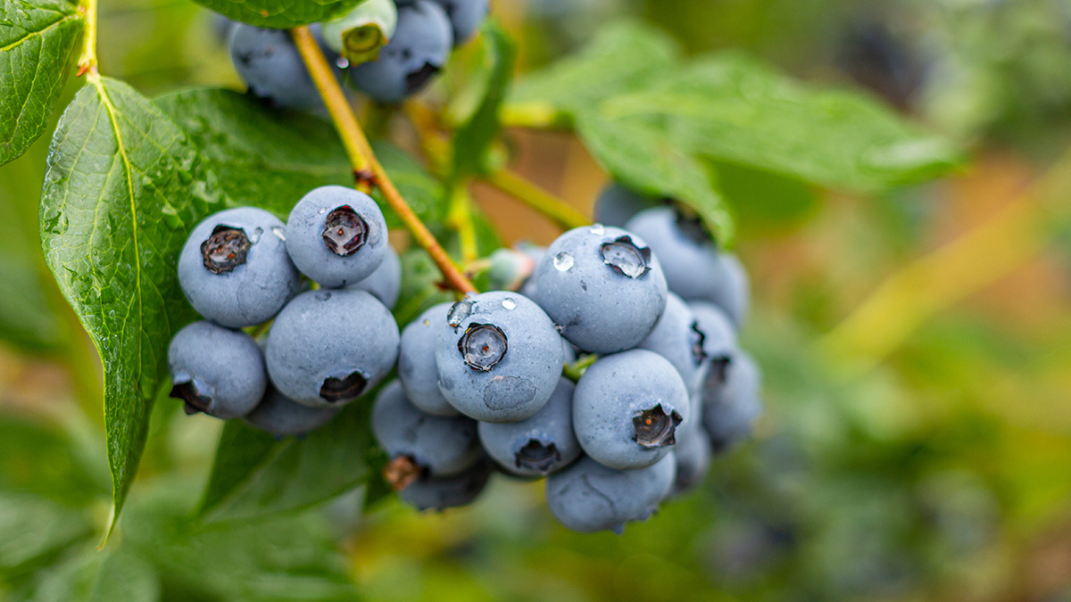 5 Facts About Blueberries | Cheryl's Cookies
