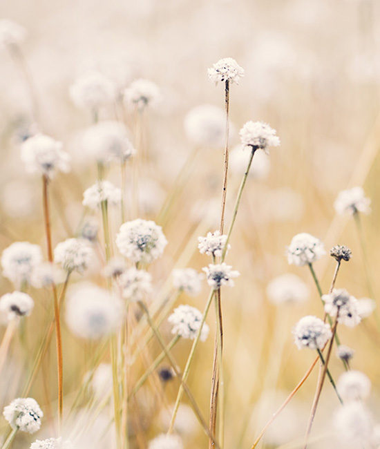 70 Inspiring Spring Quotes | Scrumptious Bites